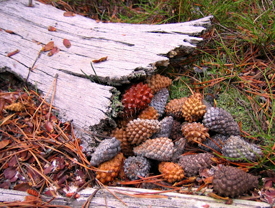 UW Resident Squirrels: Squirrel Behavior- Scatter Hoarding