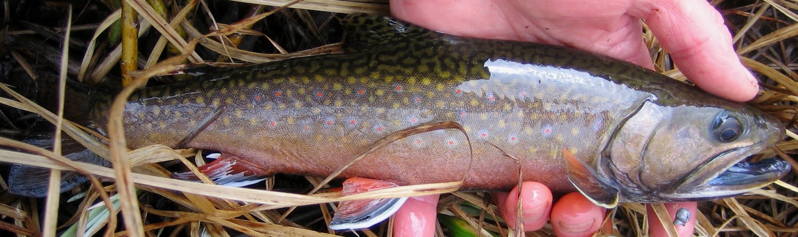 EcoRover: Spring Brook Trout Fishing, Big Hole River Valley
