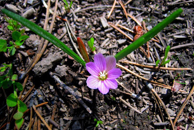 EcoRover: Back Home Again: Pintler Campout, Pine Marten, Wildflowers