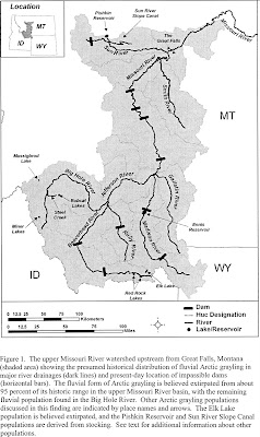 EcoRover: Feds Must Reconsider Status of Big Hole River Grayling