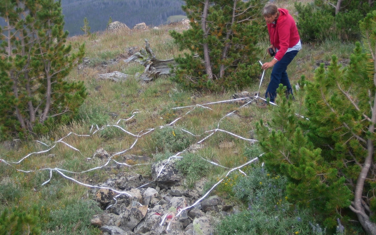 EcoRover: Alpine Ecology & Global Warming: Dr. Martha Apple's Research