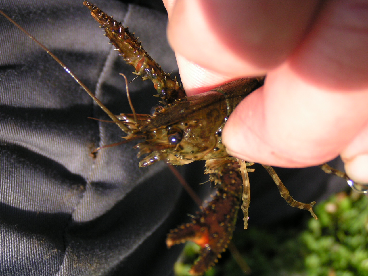 Curious Kai: Koura / Freshwater Crayfish