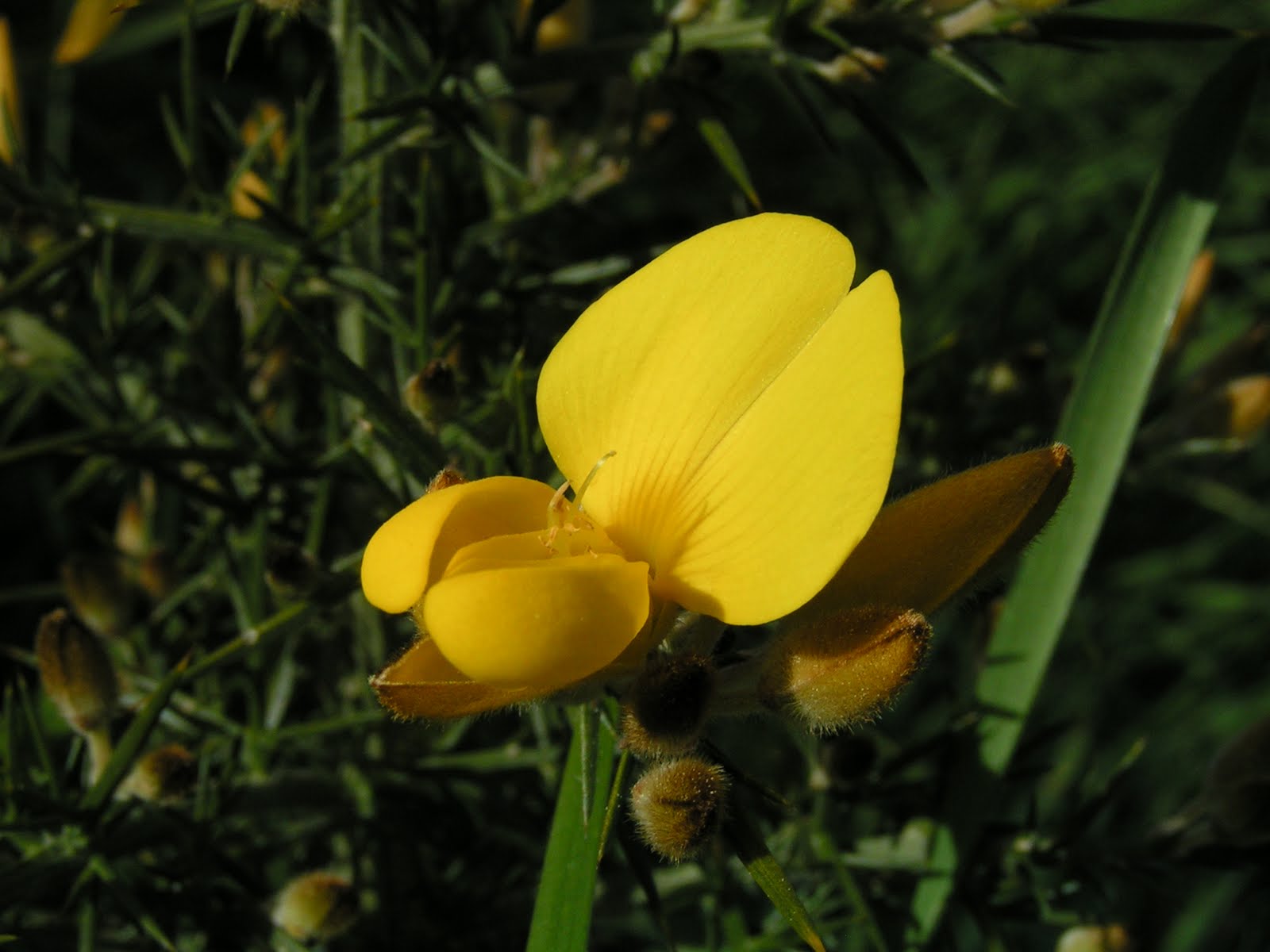 Curious Kai: Gorseflower Cordial