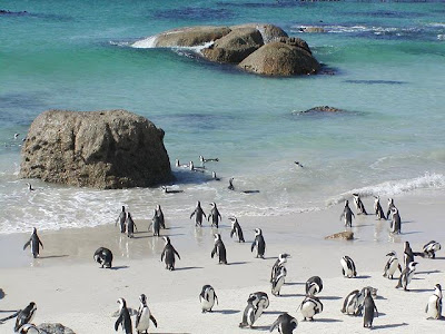 DREAM ACT - TEXAS: Penguins end up in Brazil