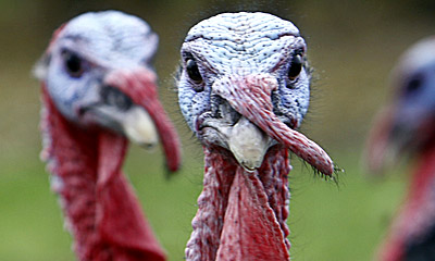 DREAM ACT - TEXAS: The Poor Turkey - and the Poor Fat Diabetic American
