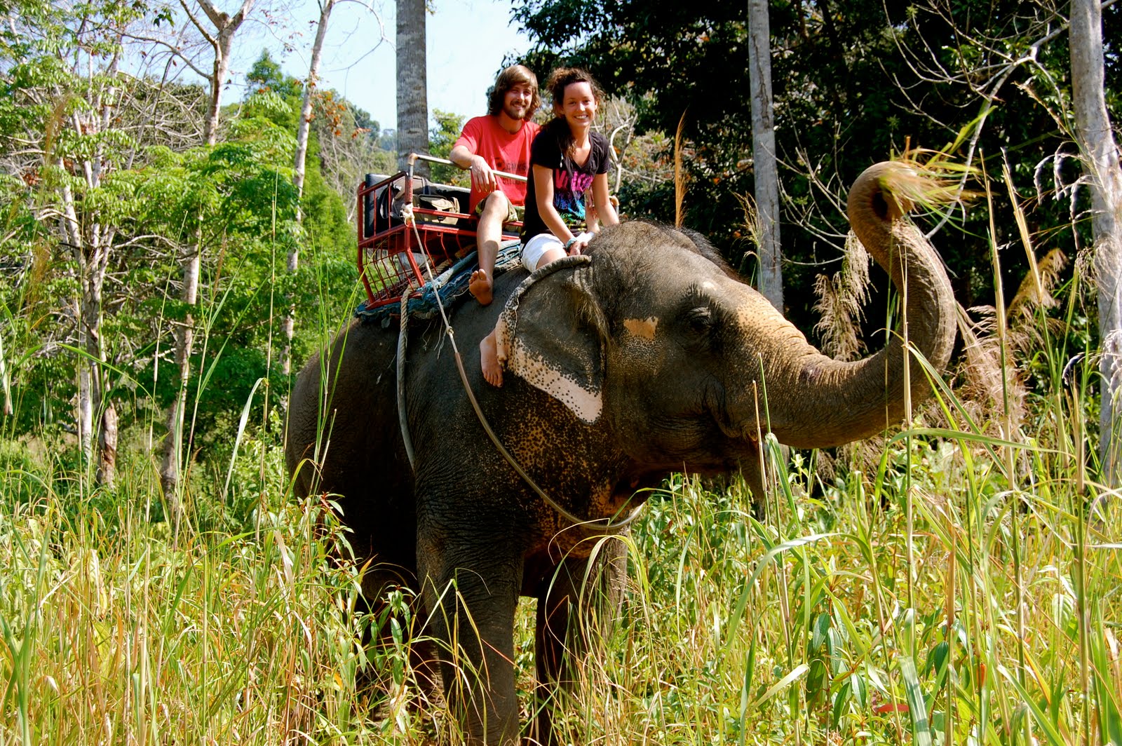 Things To Do In Phuket Thailand: Kok Chang Elephant Trekking Safari ...