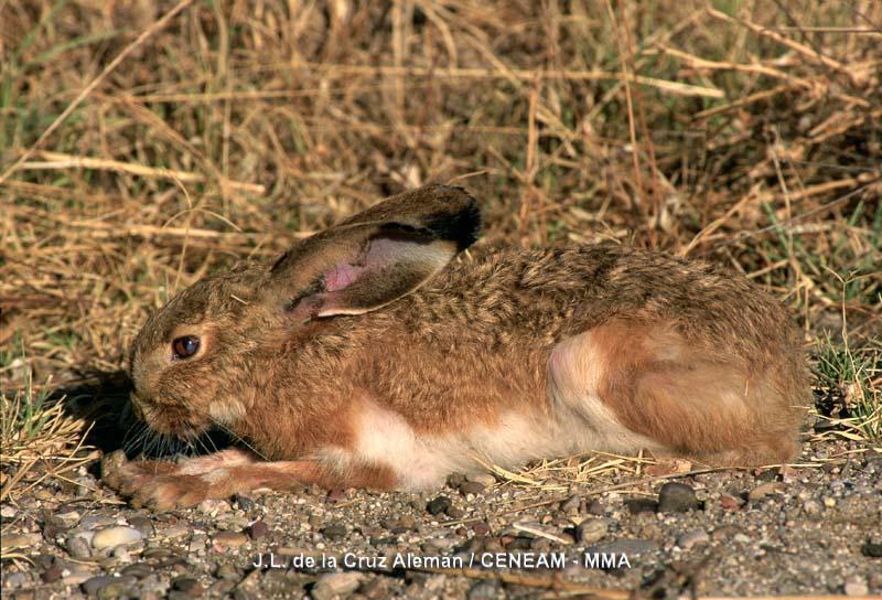 MIS COSAS DE CAZA | COTOS CAZA | RELATOS CAZA | NOTICIAS CAZA | CAZA ...