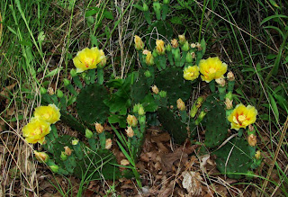 Oklahoma Wildflowers: Prickly Pear Cactus