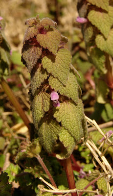 Oklahoma Wildflowers: Red Henbit