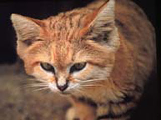 Animal kingdom...: Sand Cat (Felis margarita)