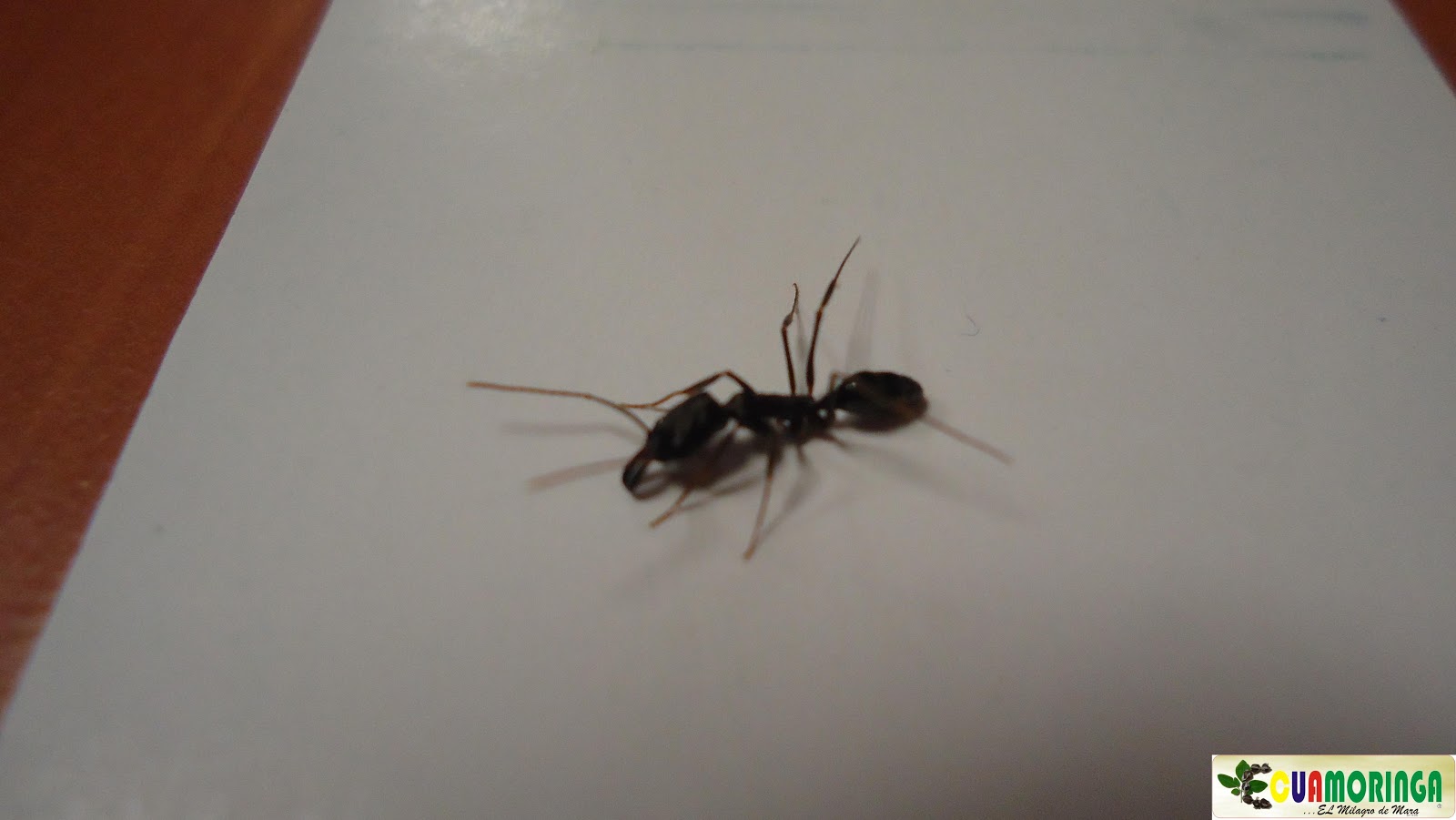 Moringa Ecuador: Hormiga arriera negra (Atta spp)