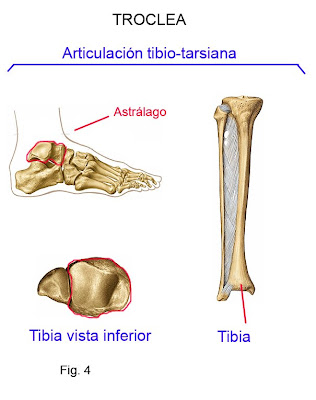T: EL APARATO LOCOMOTOR (1ra parte)