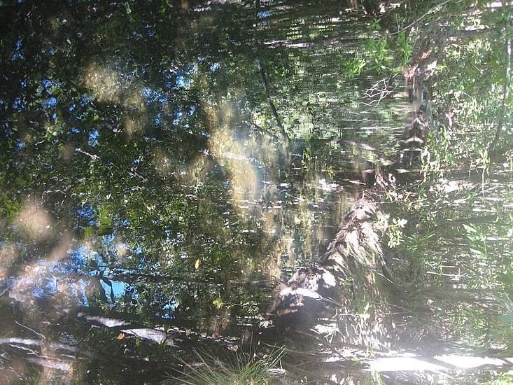 Tropical Monsoon Forests