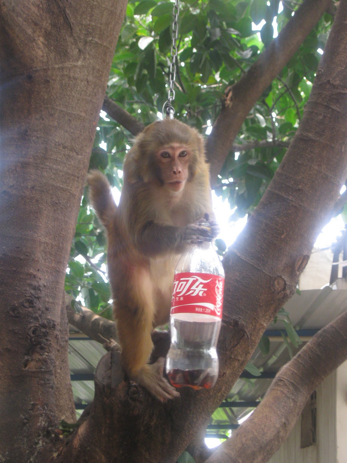 george lu's blog: monkey drinking coke (coca-cola)