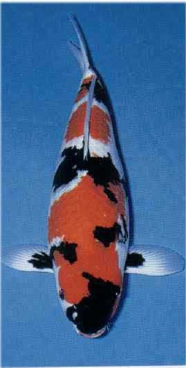 JAPAN KOI (CARP): Shōwa Sanshoku (or Showa Sanke)