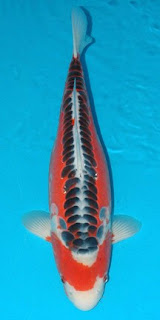 JAPAN KOI (CARP): SHUSUI