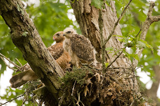 missouri nature photography: Baby Hawks