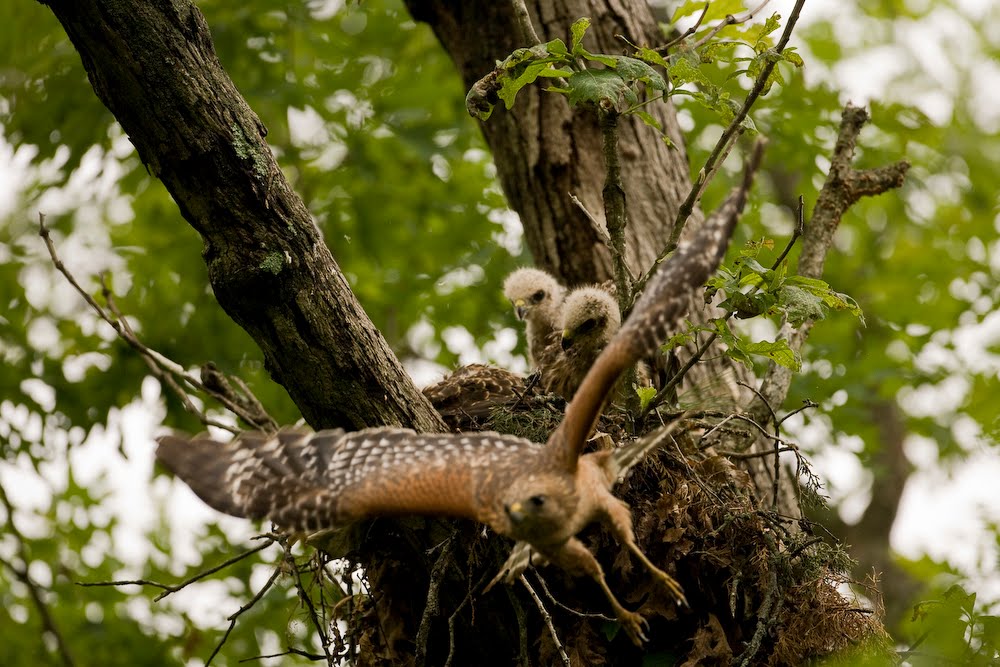 missouri nature photography: Baby Hawks