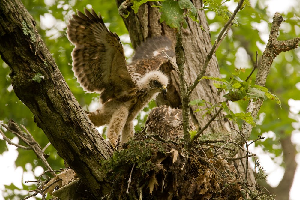 missouri nature photography: Baby Hawks