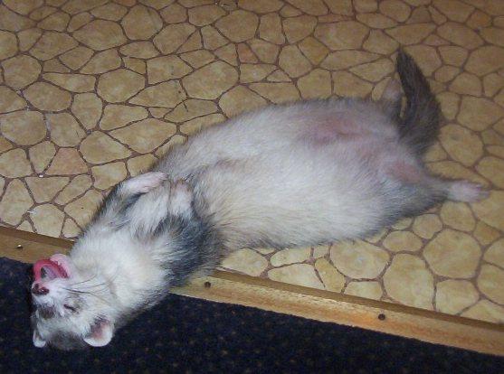 Dihorul: Poze amuzante cu Dihori