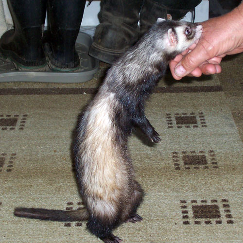 Dihorul: Poze amuzante cu Dihori