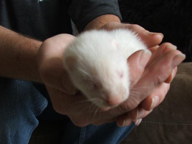 Dihorul: Poze amuzante cu Dihori