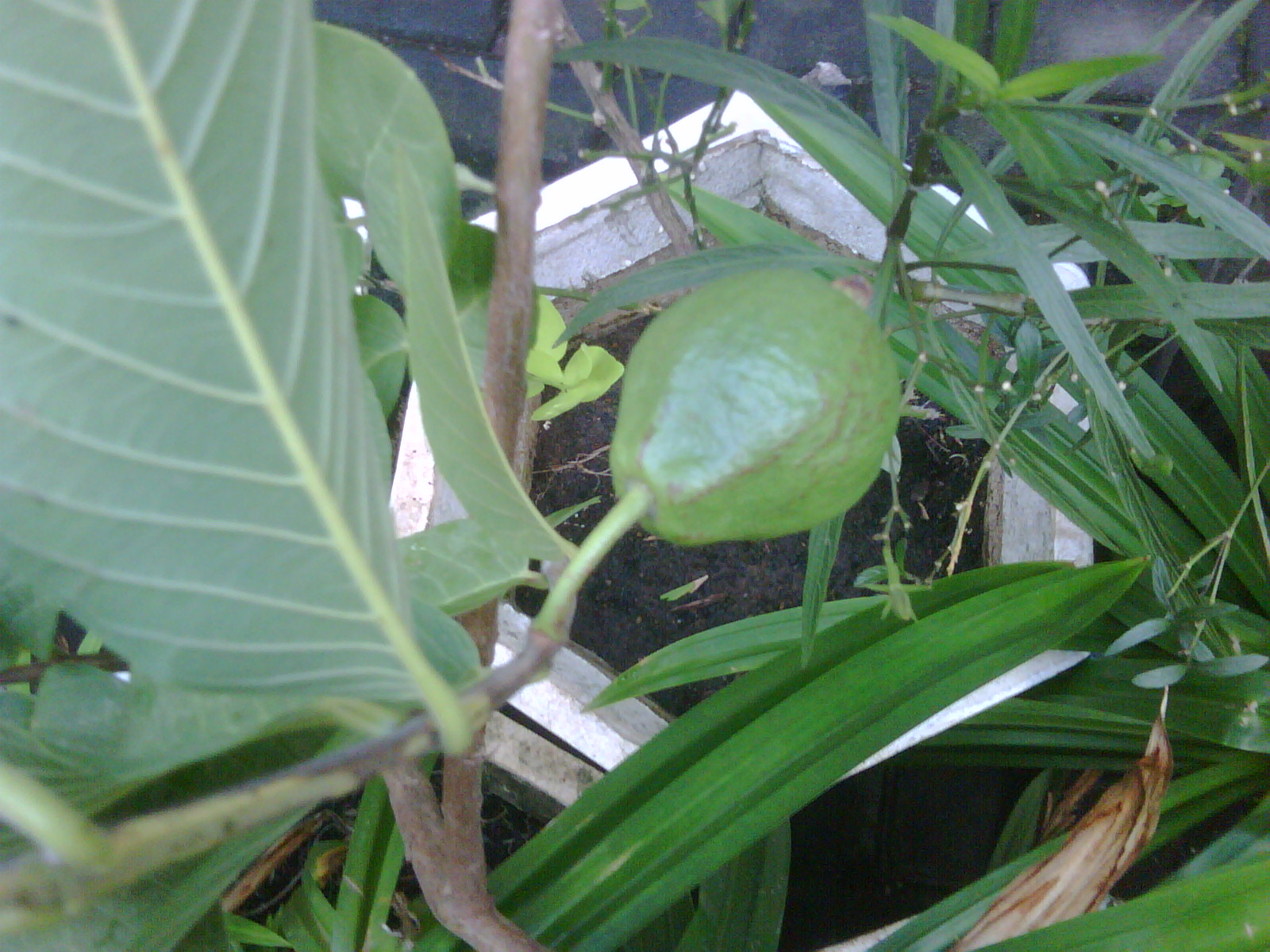 Dunia Hobi Tanaman: Jambu Bangkok