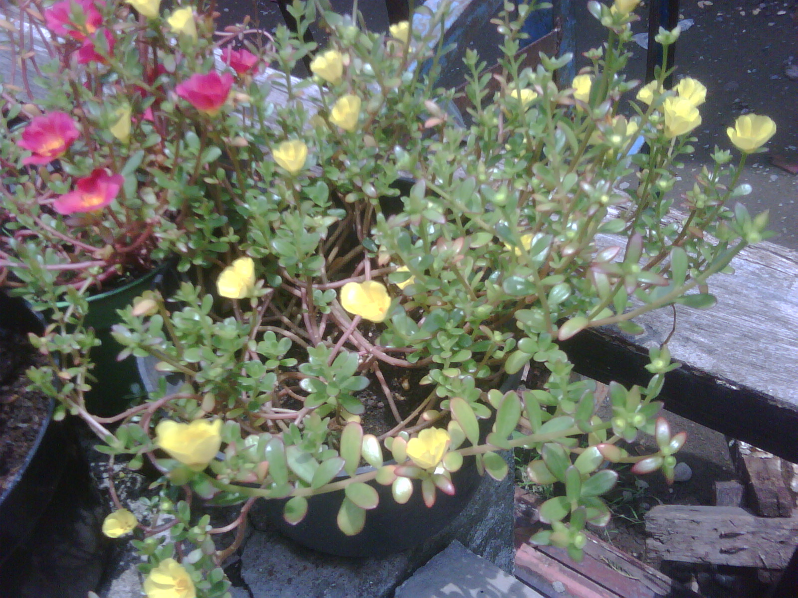 Dunia Hobi Tanaman: Macam-Macam Krokot