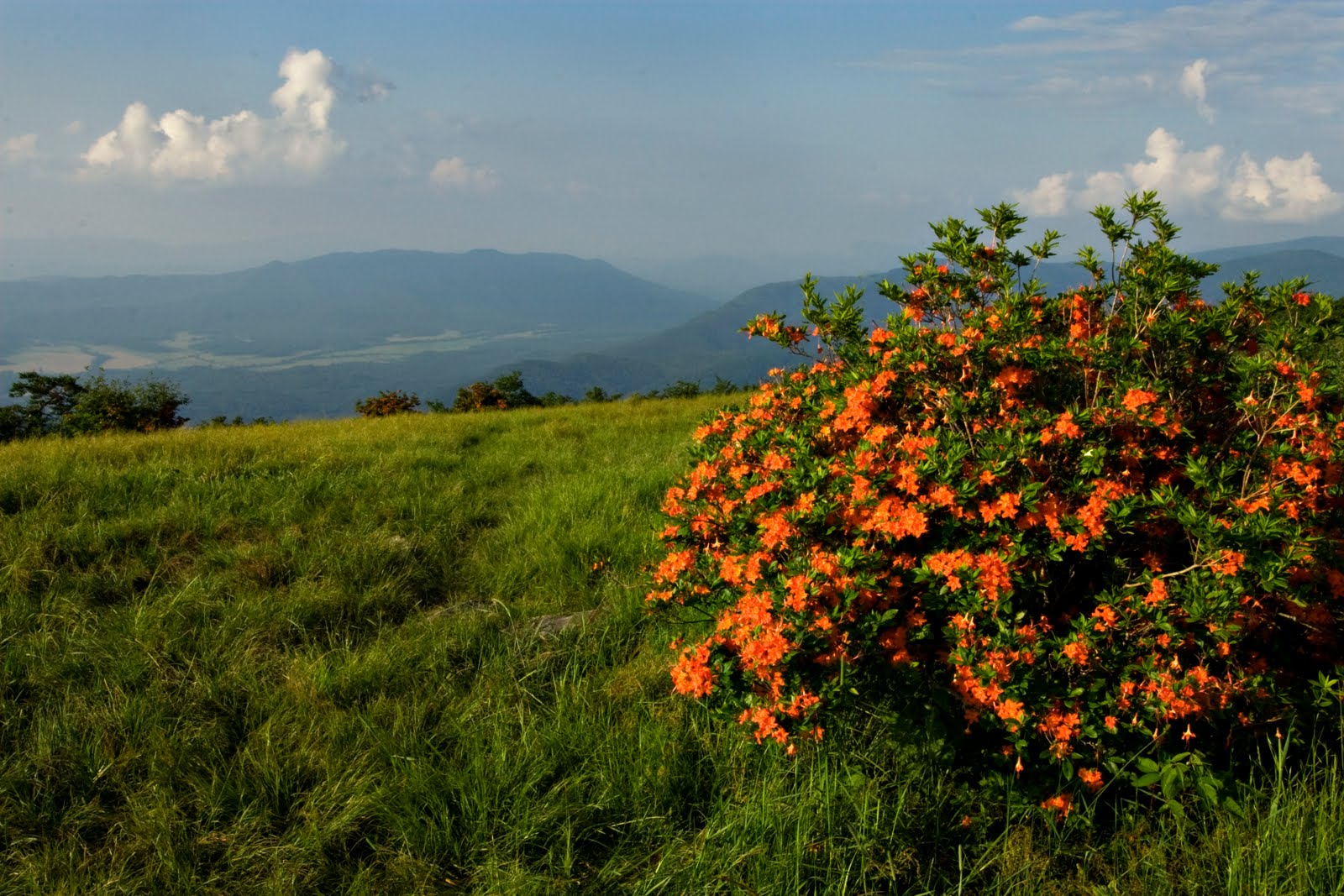 Time Outdoors: Gregorys Bald - Great Smoky Mountain National Park