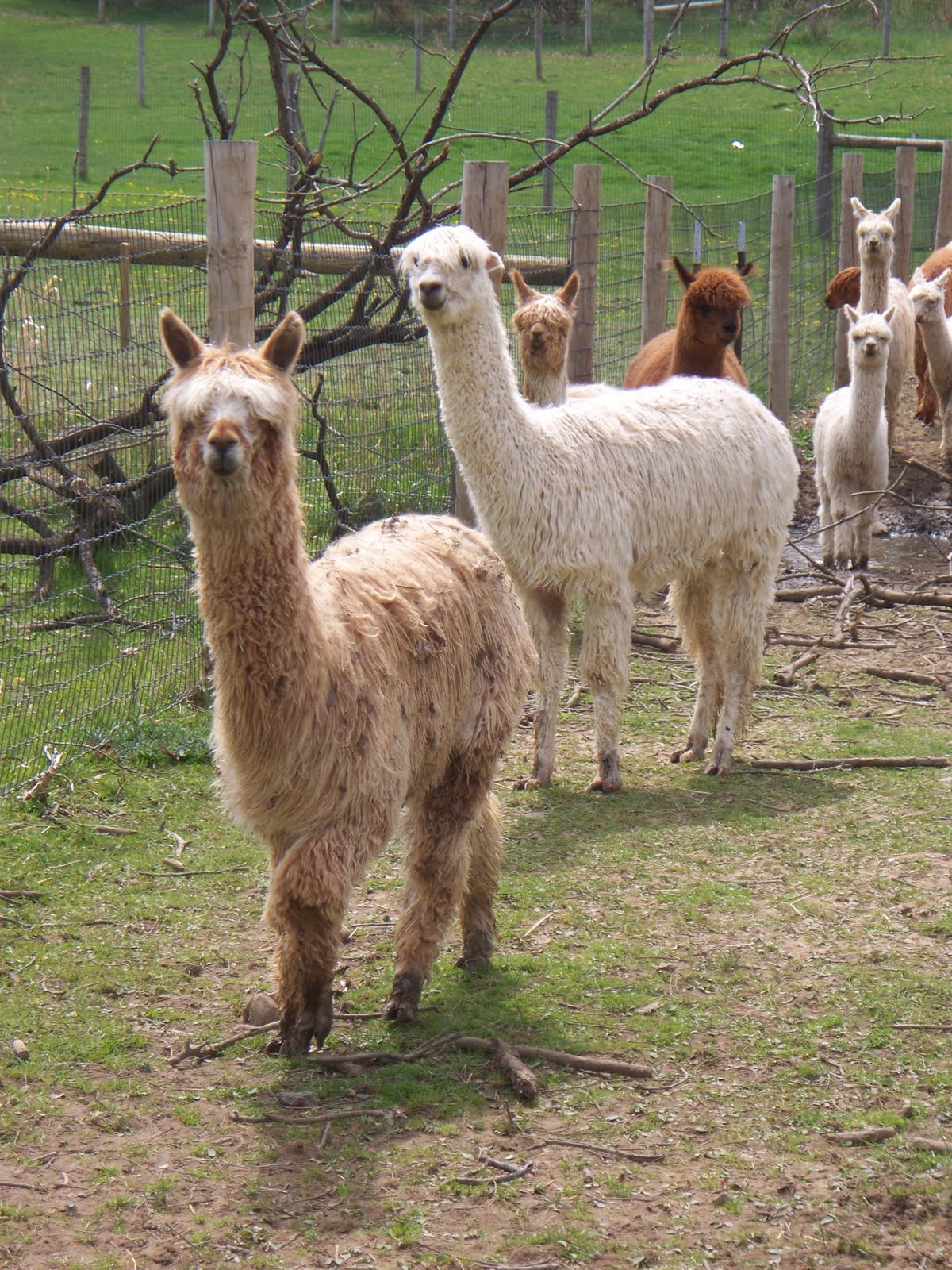 Earth Day and Alpacas | Alpaca Meadows