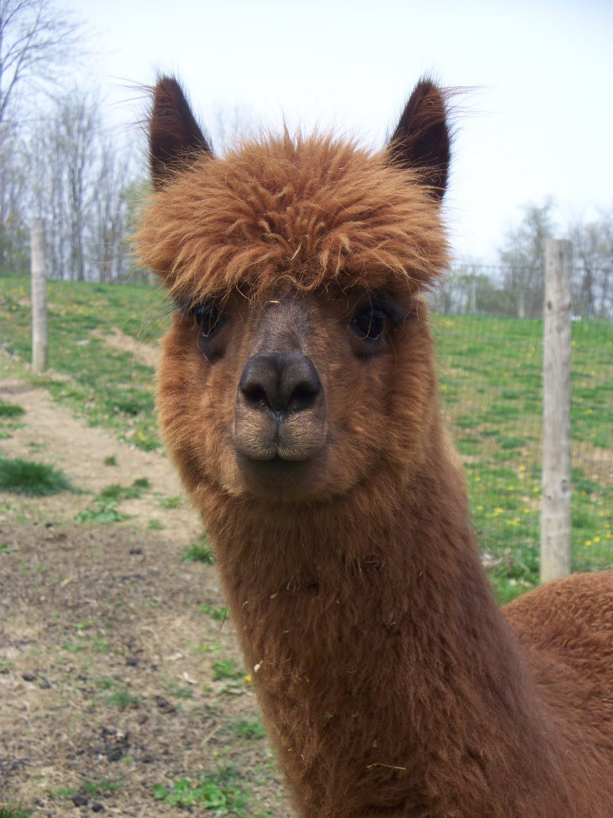 Earth Day and Alpacas | Alpaca Meadows