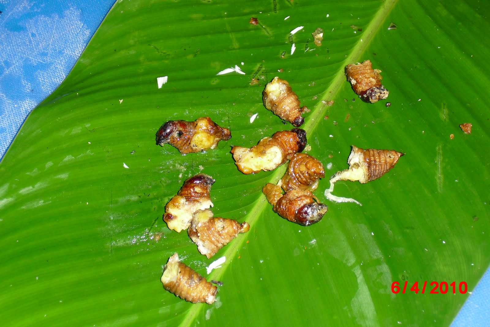 Amazon Divas: PREPARING & EATING GRUBS