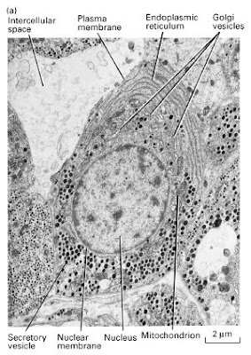 Mr. Hill's Biology Blog: Our cells "inner skin"