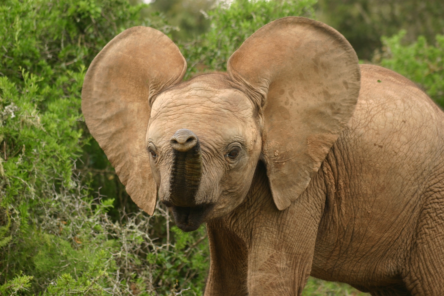 Five Star Lodge in the Addo Elephant National Park: Amazing Elephant Photos