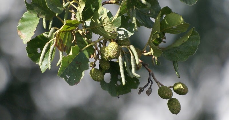Bomen en Struiken: Zwarte Els