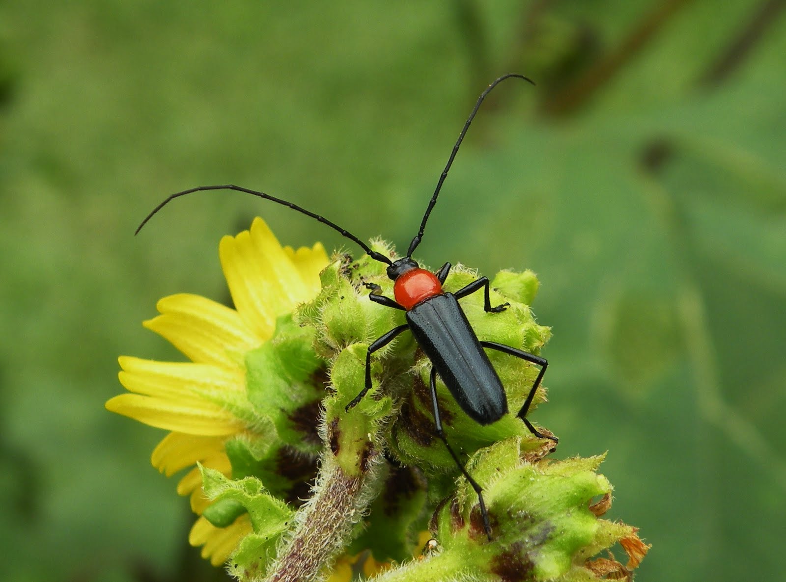 Gossamer Tapestry: Otros Insectos Mexicanos