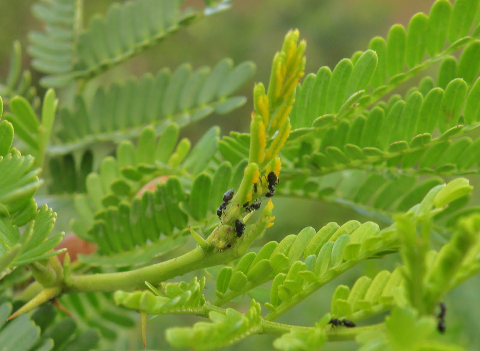 Gossamer Tapestry: Bullhorn Acacias