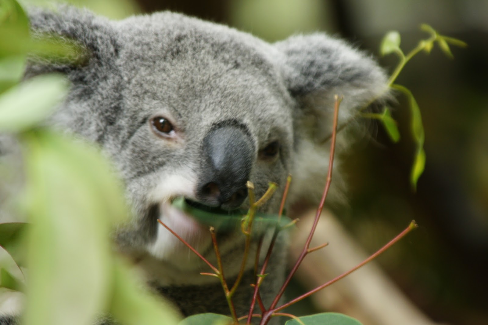 adventures of a wandering ginger: Brisbane Part 5: Koala Cuddling