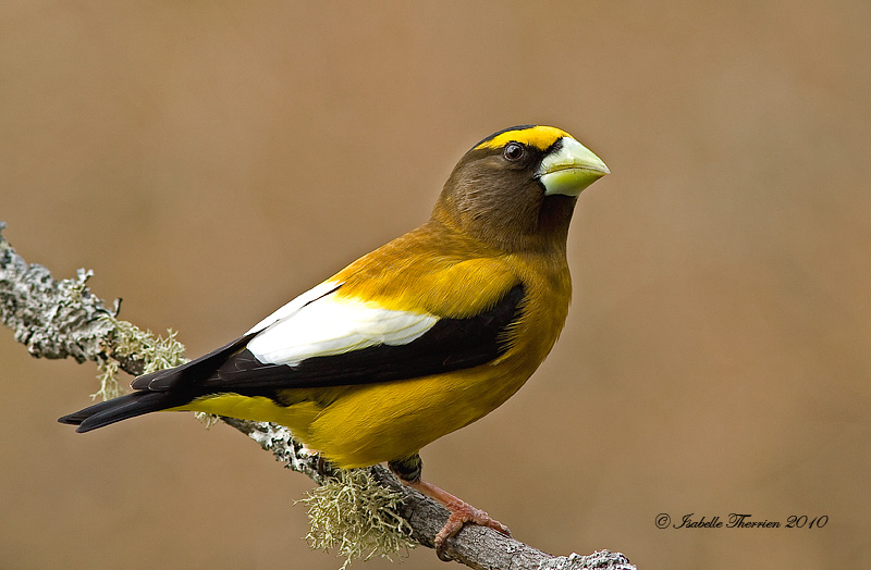 Galerie photos d'Isabelle: Les oiseaux du Québec année 2009