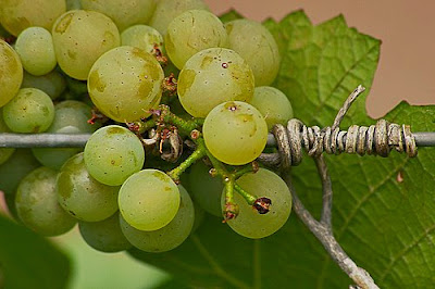 Wine MDQ: Los beneficios comer UVAS