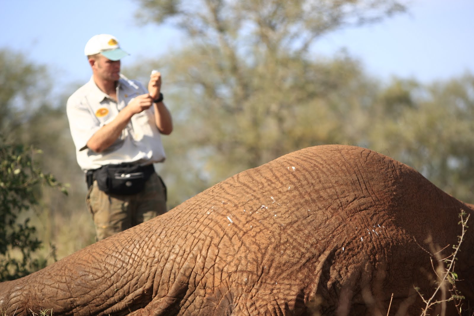 Brothers Safaris Updates: So what does it take to be a wildlife vet ...