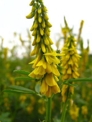 flower hunt: Ribbed Melliot / Meliot - Melilotus officinalis