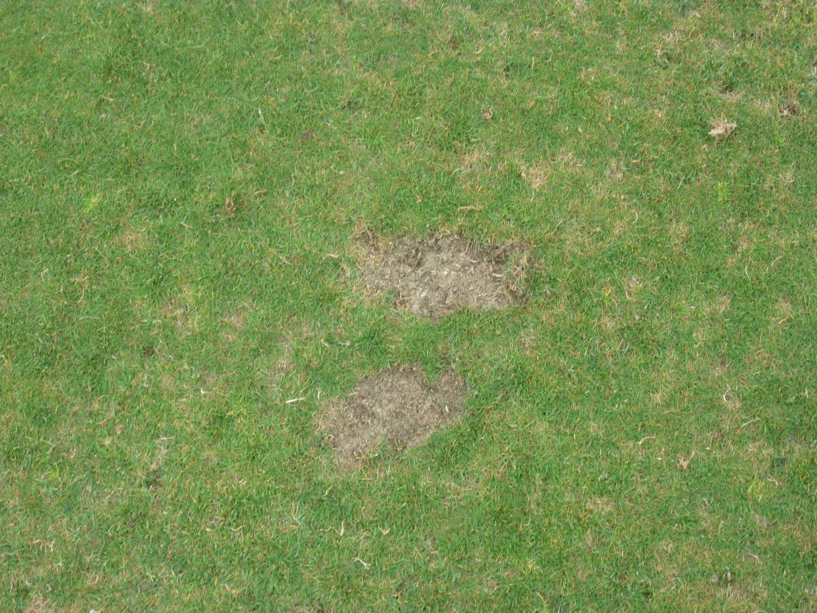 TPC Stonebrae Maintenance: NCGA Area of Emphasis- Daily Maintenance ...