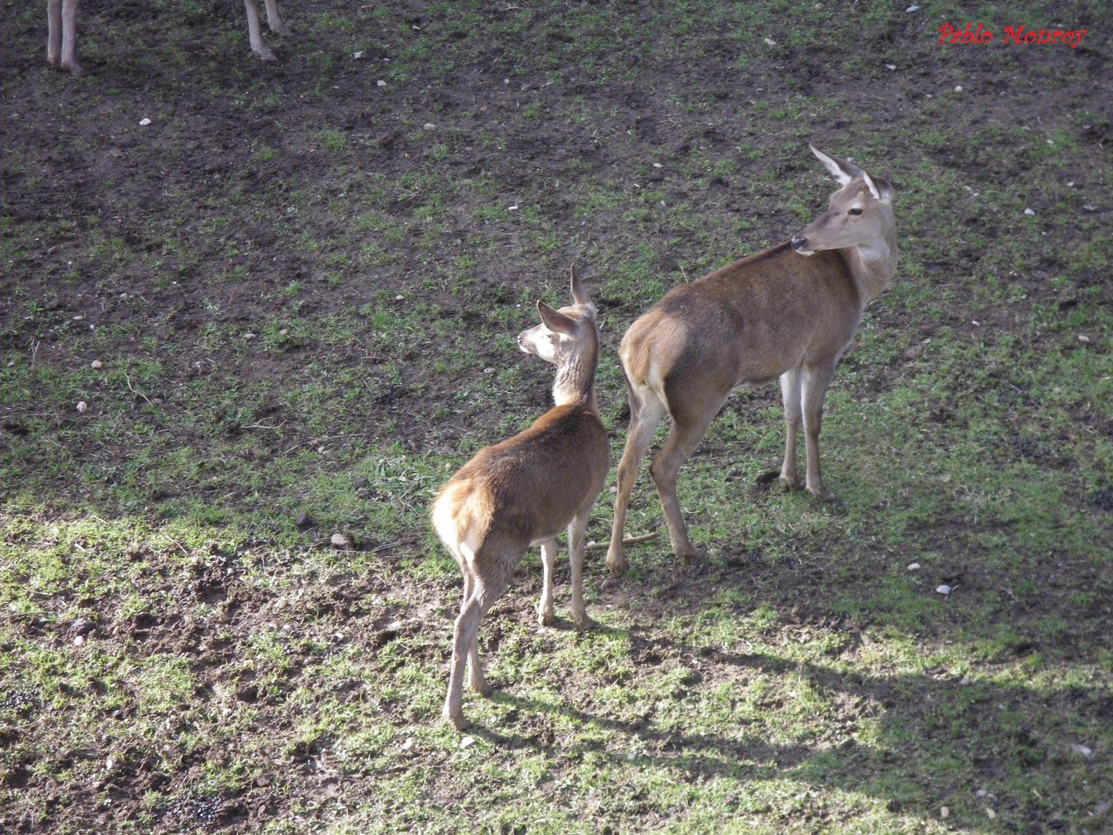 Fauna Ibérica: Mamíferos