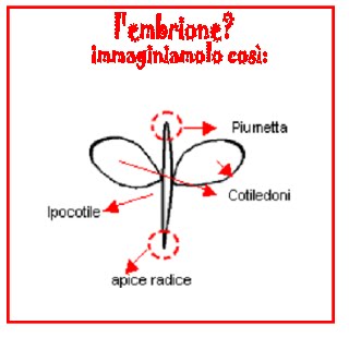 naturanelfuturo: Partiamo dal seme