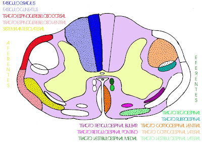 GaBy AlVaRaDo: PRACTICA 5 "Medula Espinal II"