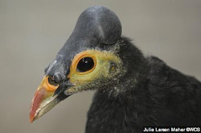 BEAUTIFUL ISLAND: Maleo ; Only in Indonesia