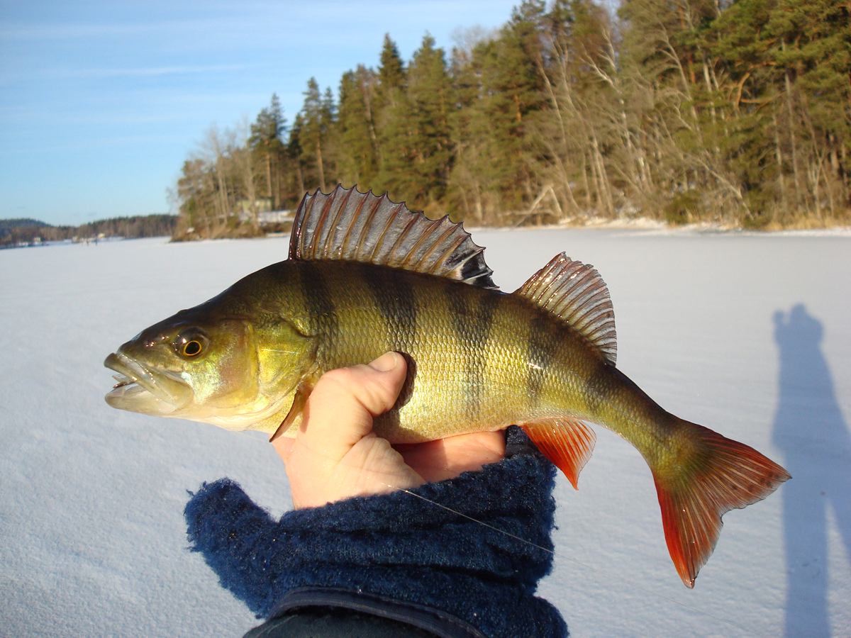 Välkommen till Lindeman's vrå: 29 Jan. Filé-Abborre & Rådjur