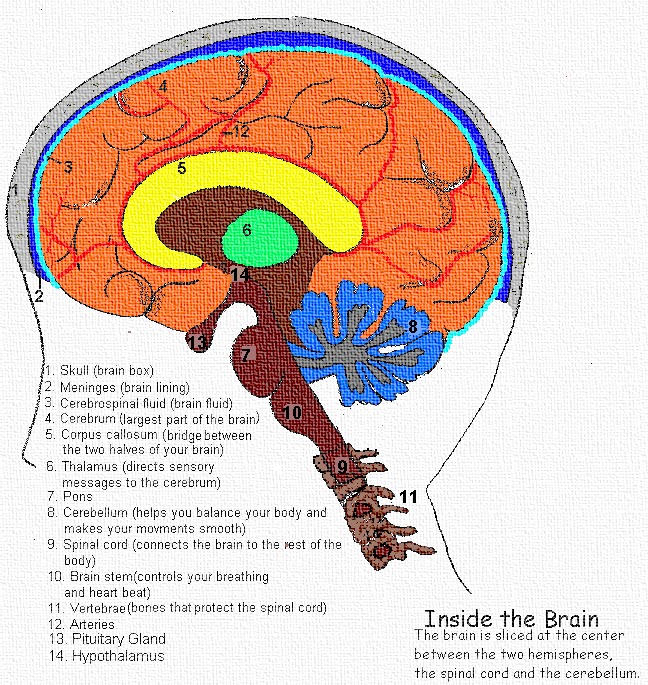 De Digestive System: Your Brain