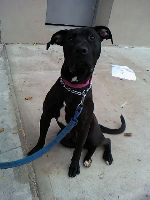 Great Dane Lab Pitbull Mix